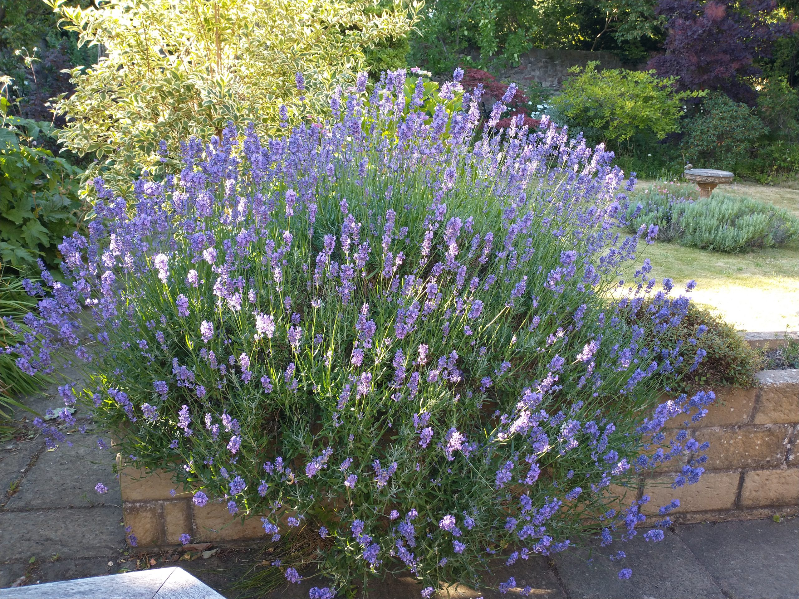 Reading Thurber while recovering from Covid | Susan Tomes