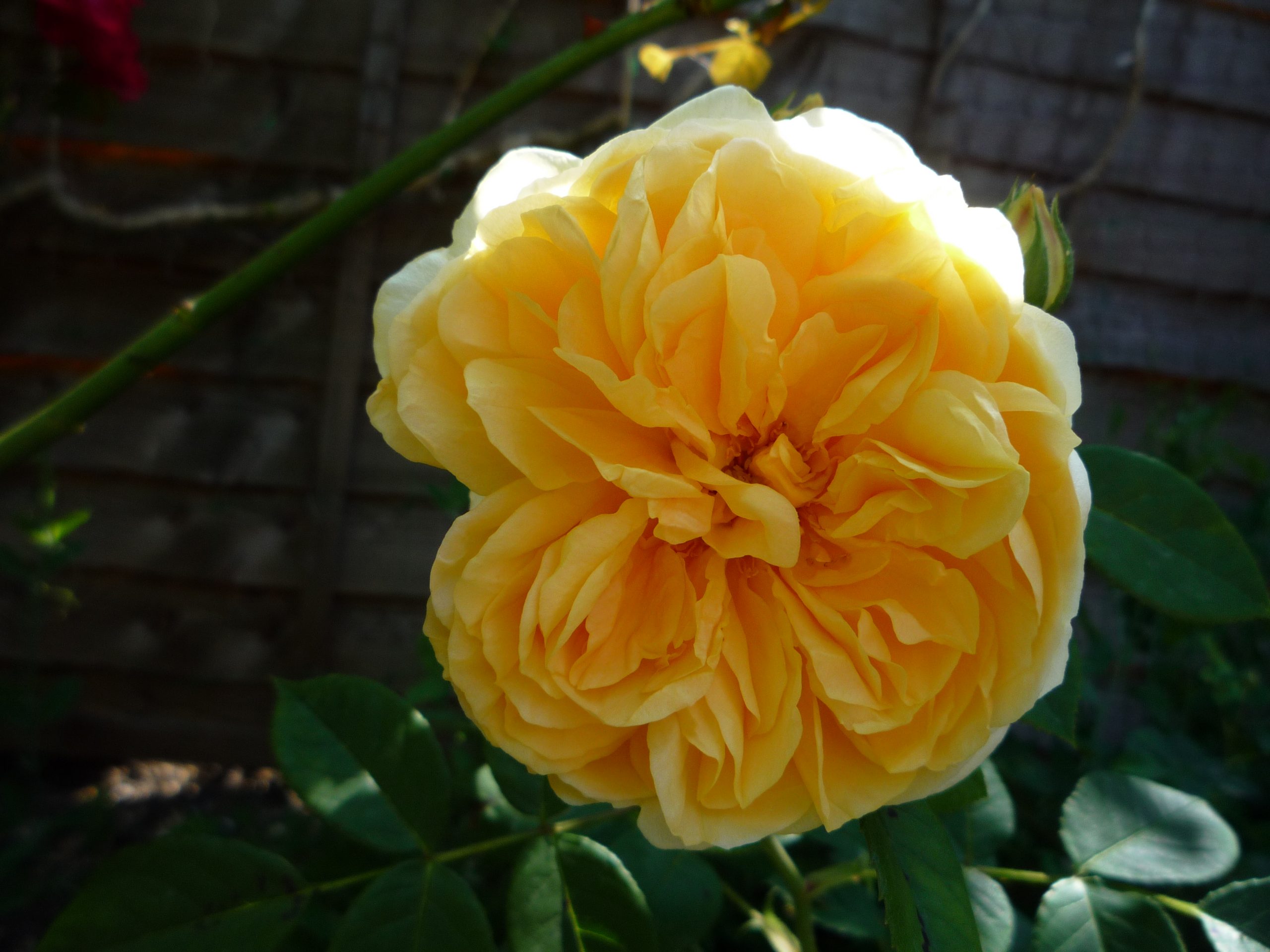 A rose by any other name | Susan Tomes