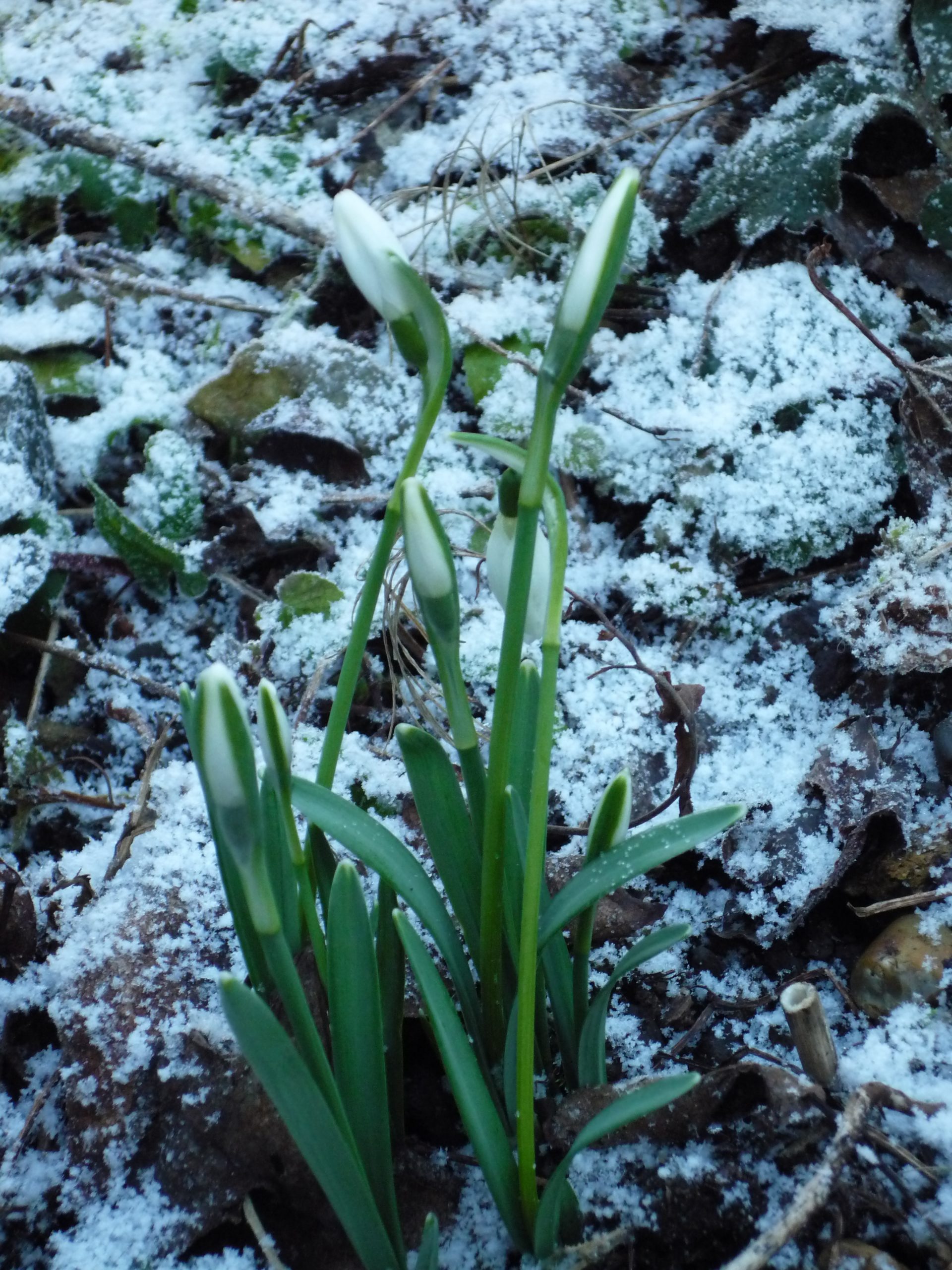 Snowdrops in the snow | Susan Tomes