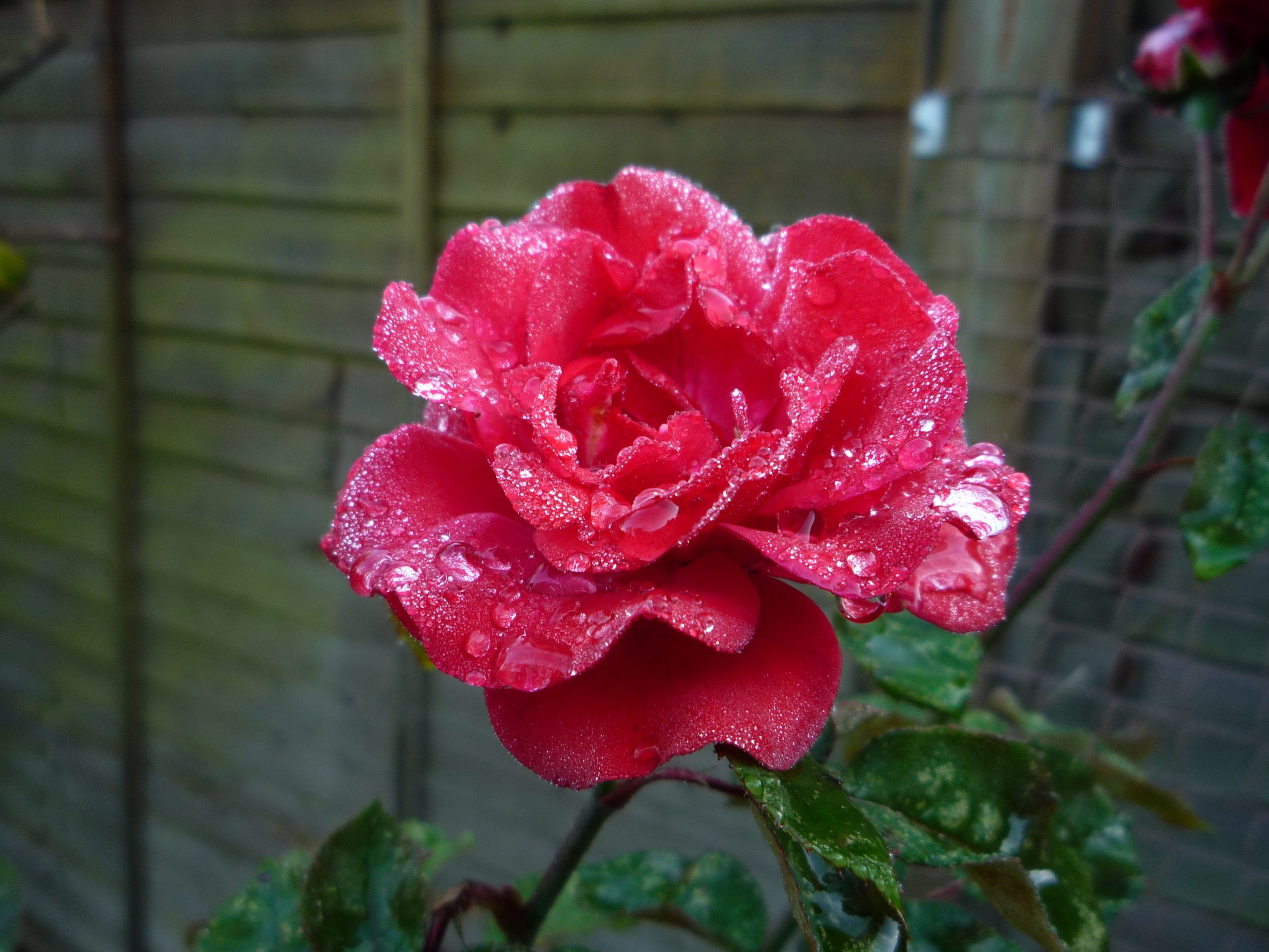 Frost on the roses | Susan Tomes