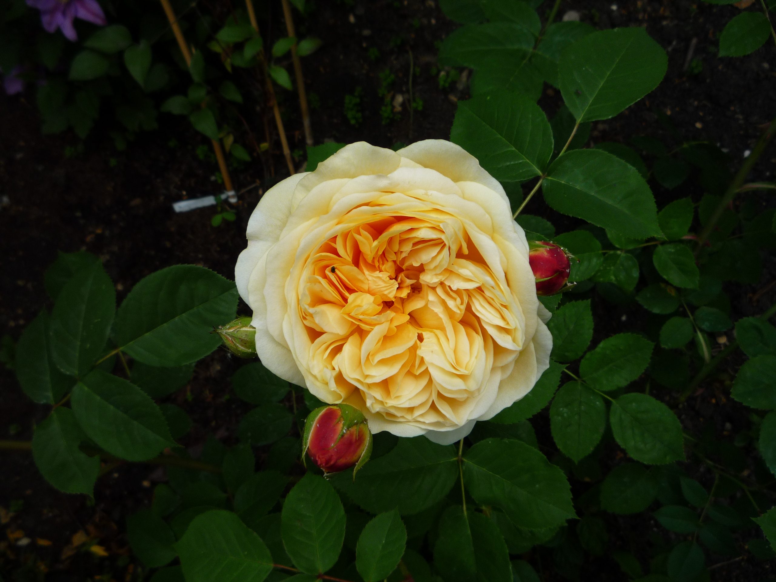 Old roses | Susan Tomes