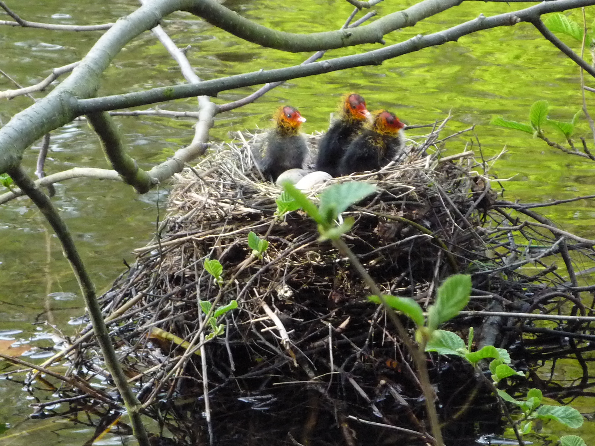 Arrival of the baby birds | Susan Tomes