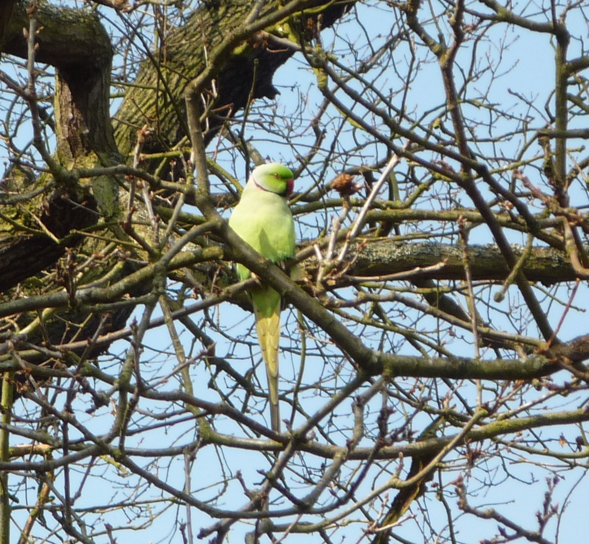 Parakeets in Richmond Park | Susan Tomes