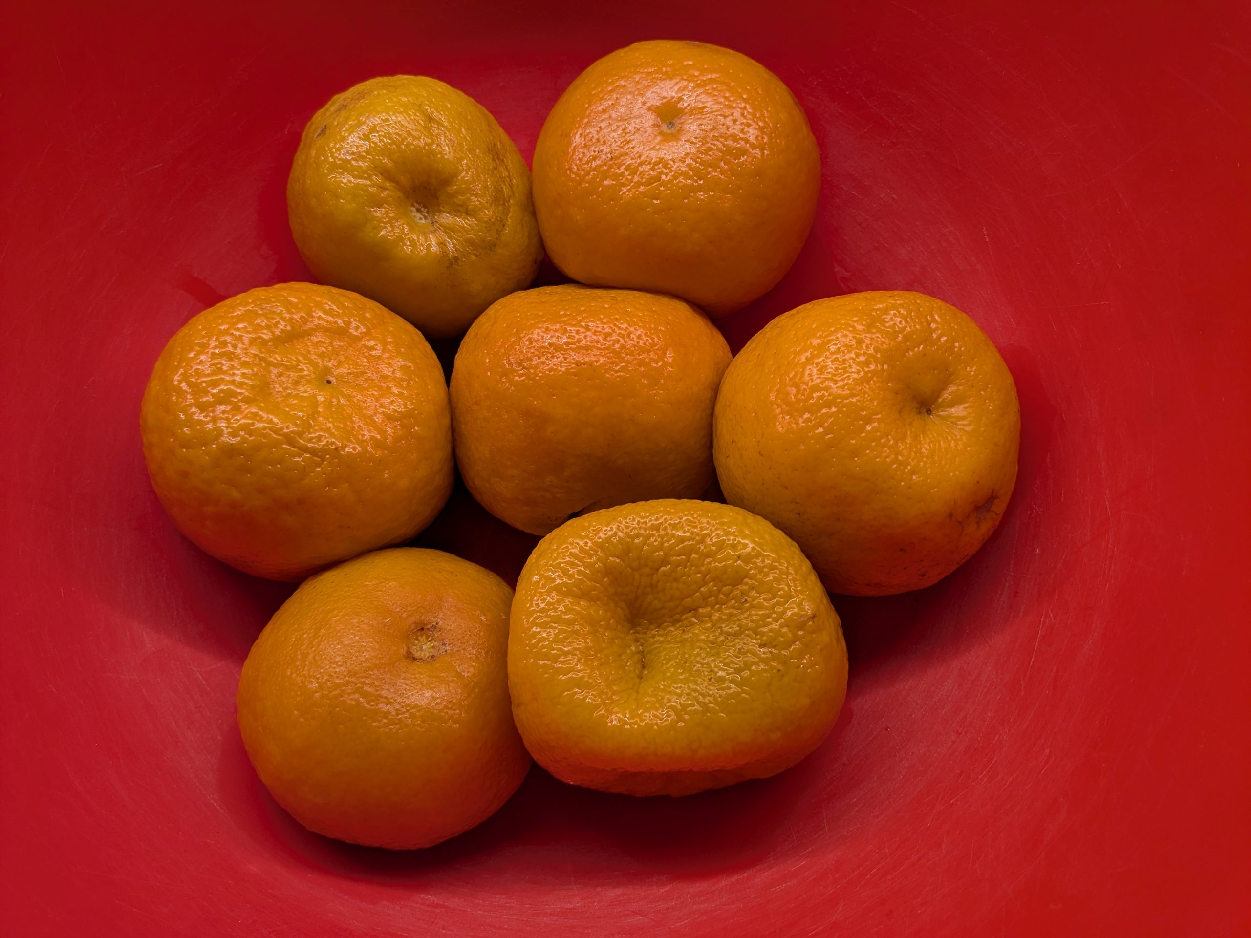 Marmalade | Susan Tomes